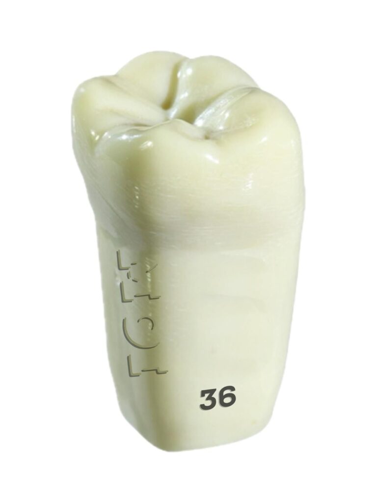 Plain ADC Exam Teeth – Pack of 5 – Moiadcdental